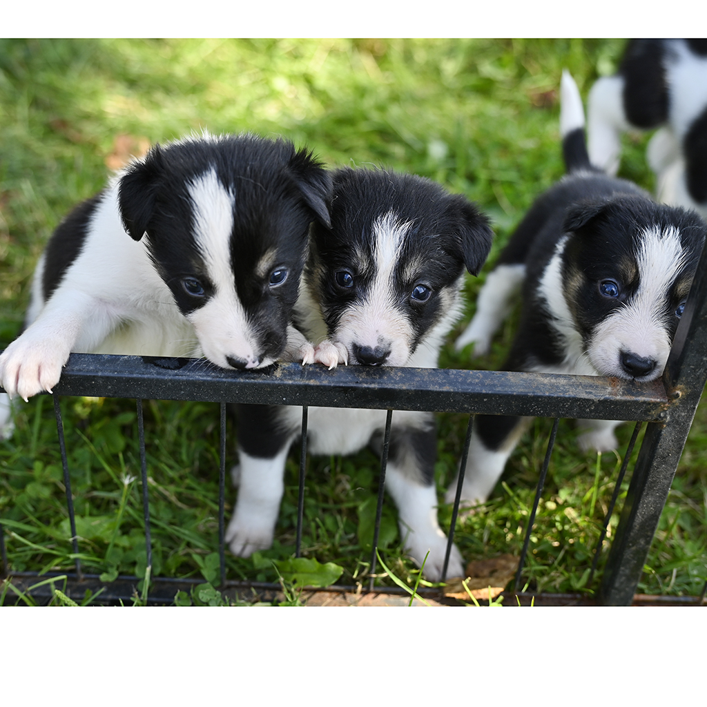 Une border collie à poil court, Raja, du Centre Canin du Loup Blanc à ...